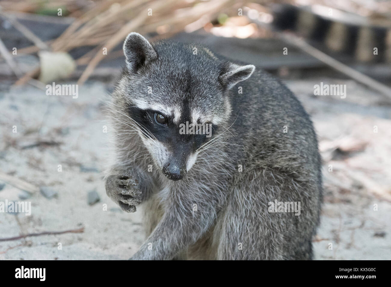 Raccoon (Procyon lotor), National Park Manuel Antonio, Costa Rica Stock ...