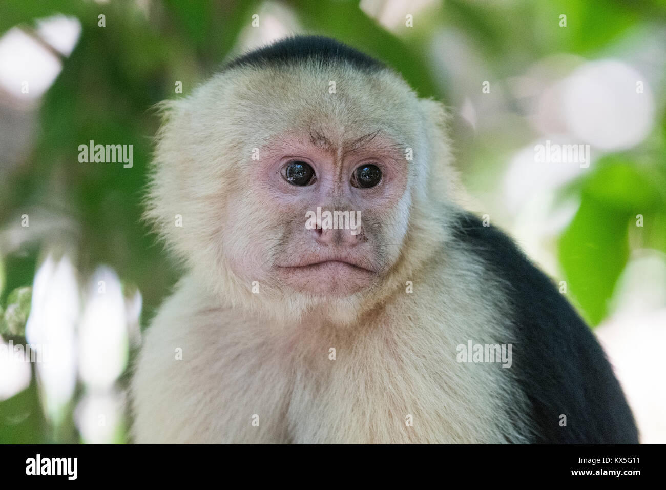 White-headed Capuchin (Cebus capucinus) in the tree, National Park ...