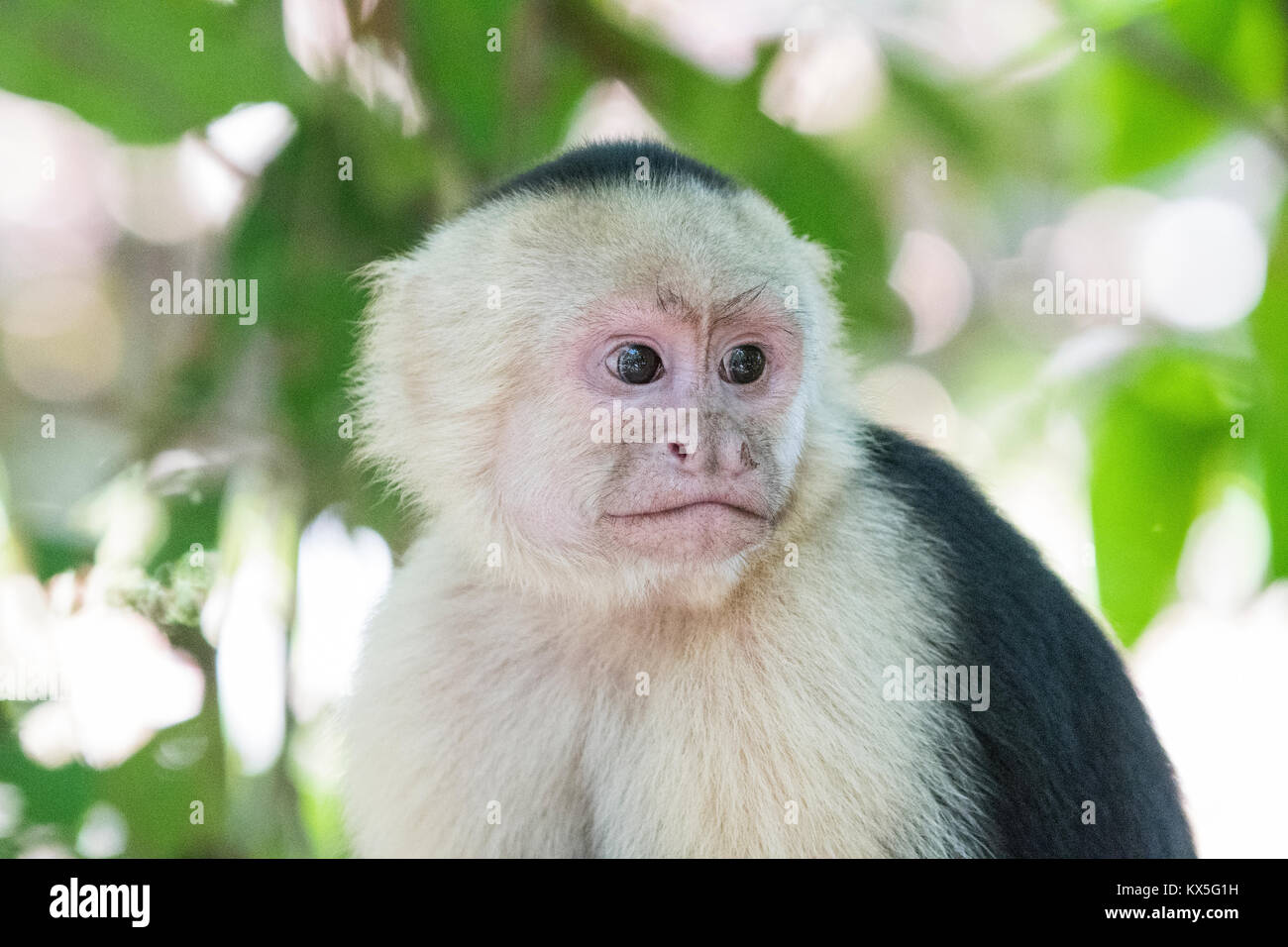 White-headed Capuchin (Cebus capucinus) in the tree, National Park ...