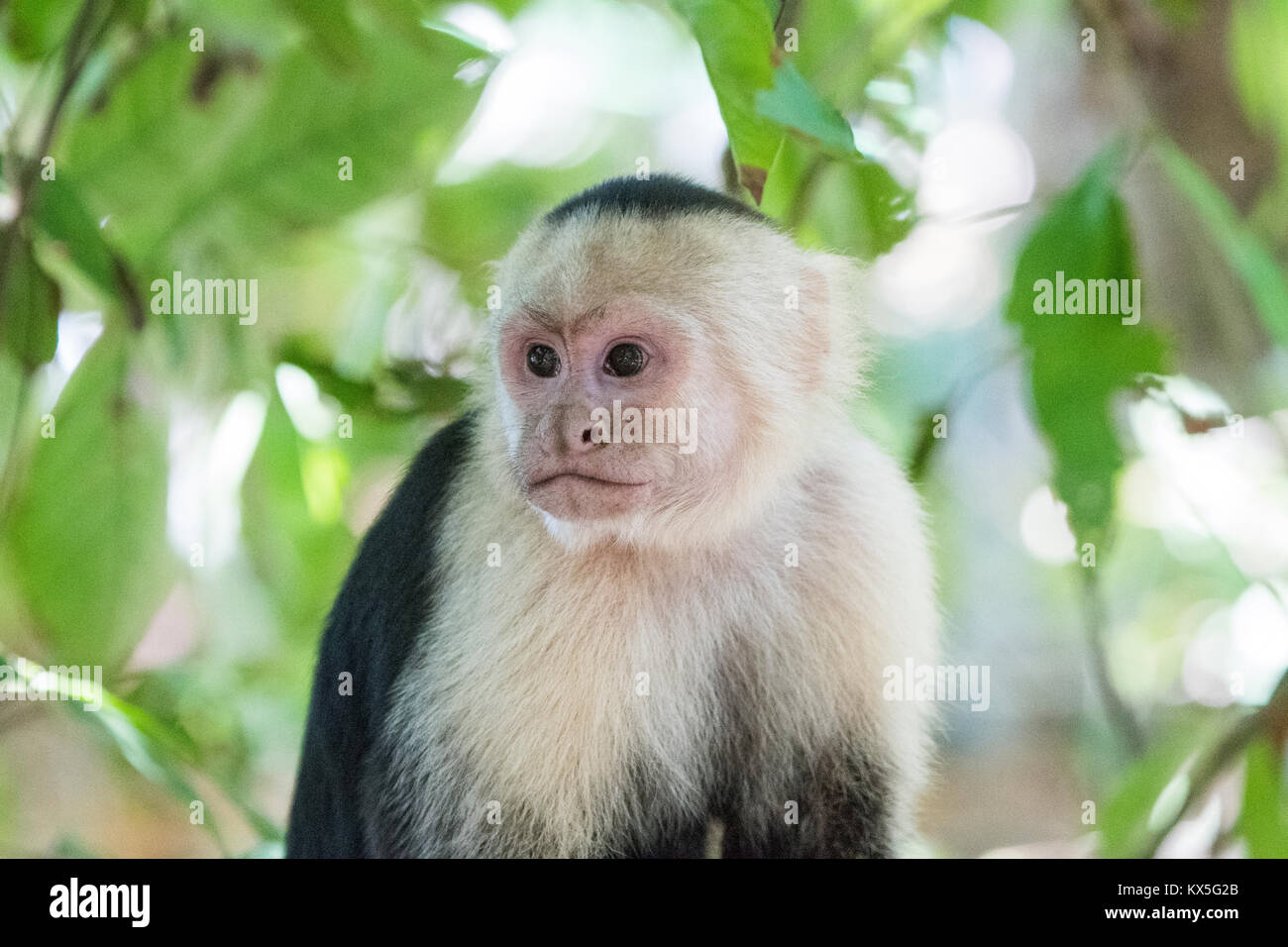 White-headed Capuchin (Cebus capucinus) in the tree, National Park ...