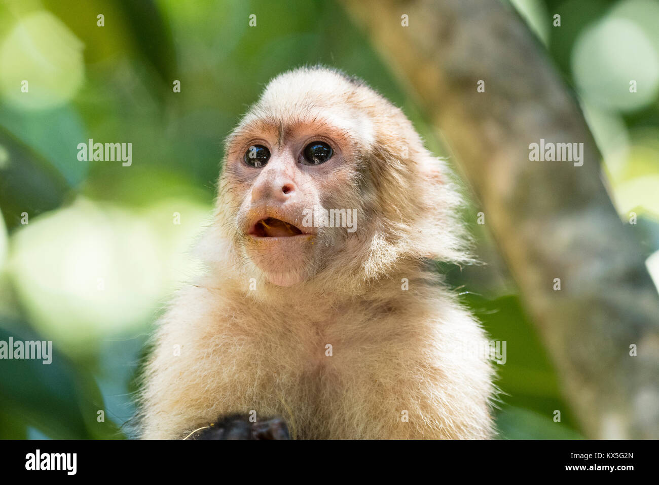 White-headed Capuchin (Cebus capucinus) in the tree, National Park ...