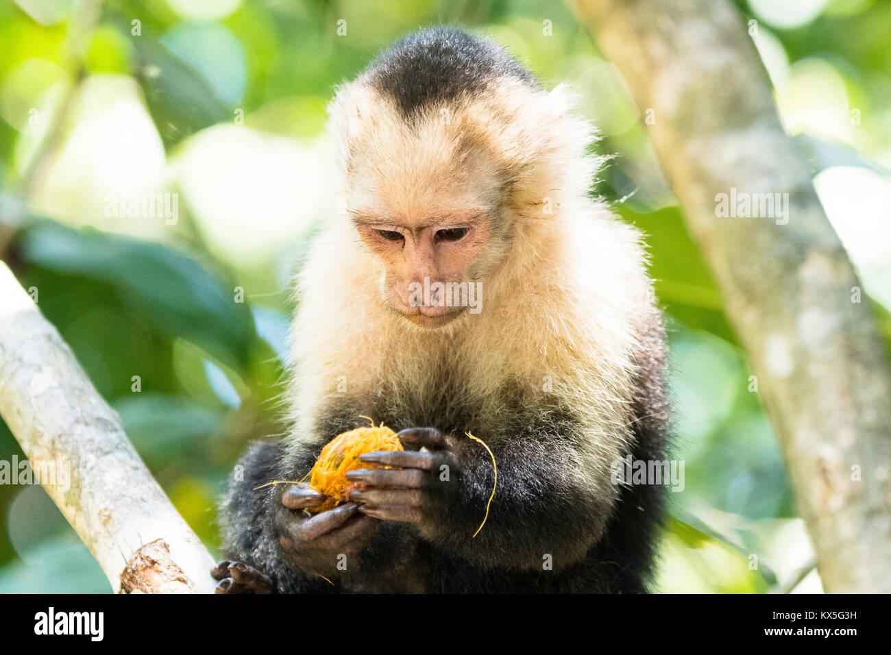 White-headed Capuchin (Cebus capucinus) in the tree, National Park ...
