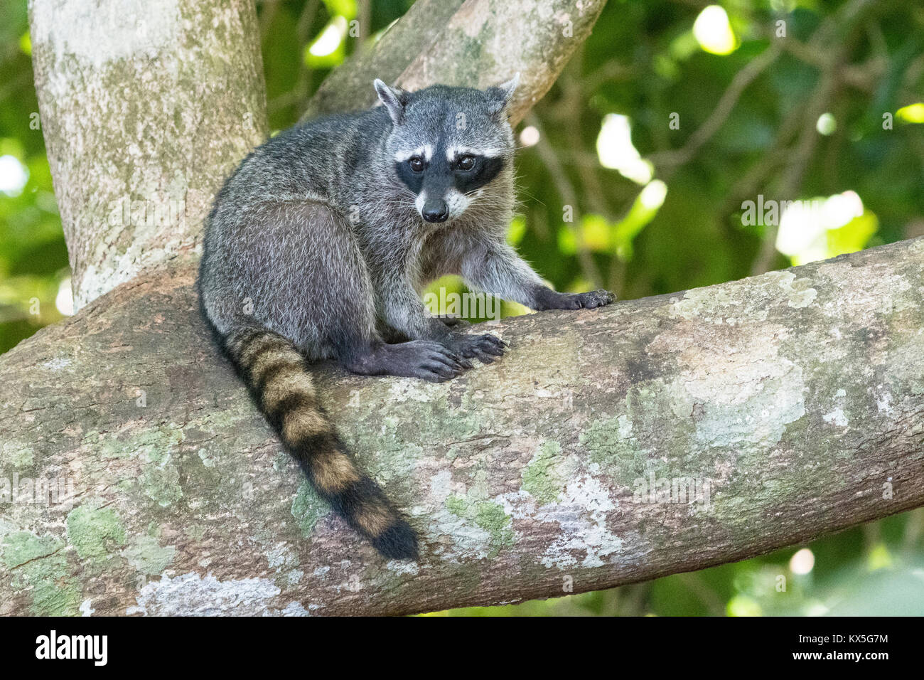 Raccoon (Procyon lotor), National Park Manuel Antonio, Costa Rica Stock ...