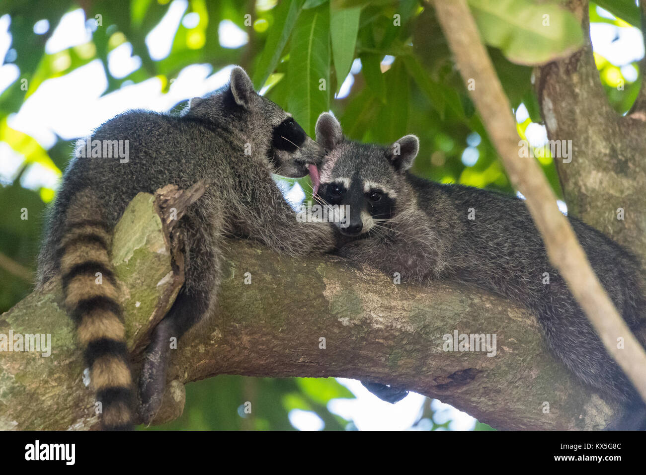 Raccoon (Procyon lotor), National Park Manuel Antonio, Costa Rica Stock ...