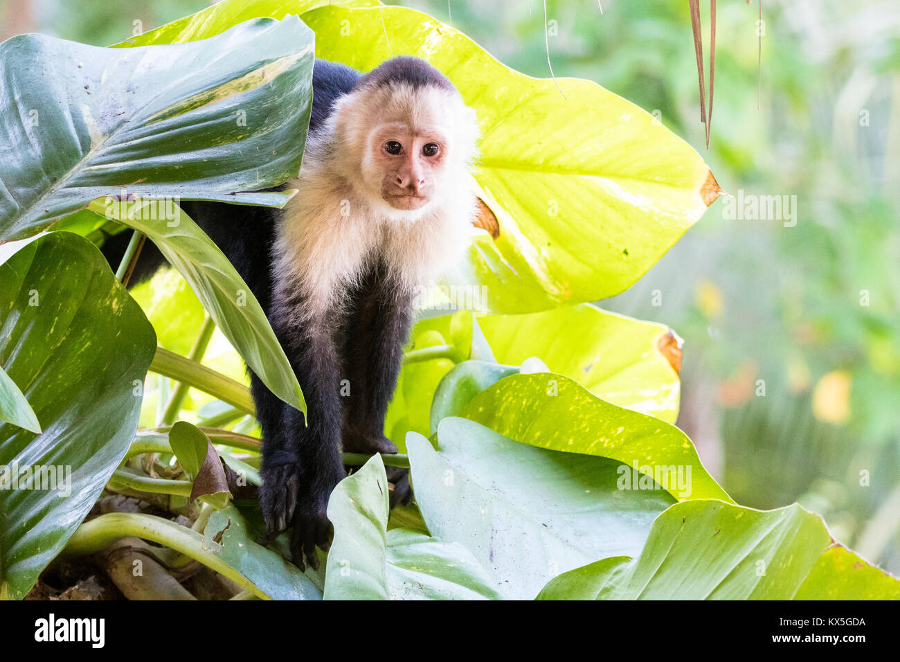 White-headed Capuchin (Cebus capucinus) in the tree, National Park ...