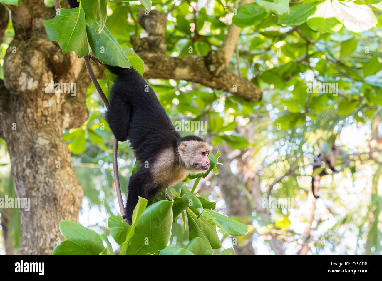White-headed Capuchin (Cebus capucinus) in the tree, National Park ...