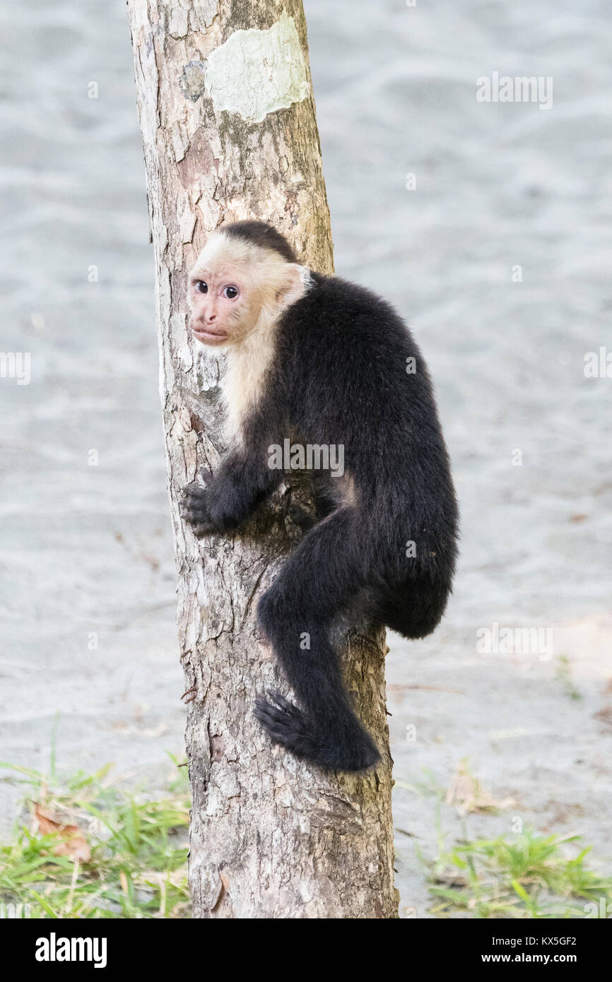 White-headed Capuchin (Cebus capucinus) in the tree, National Park ...