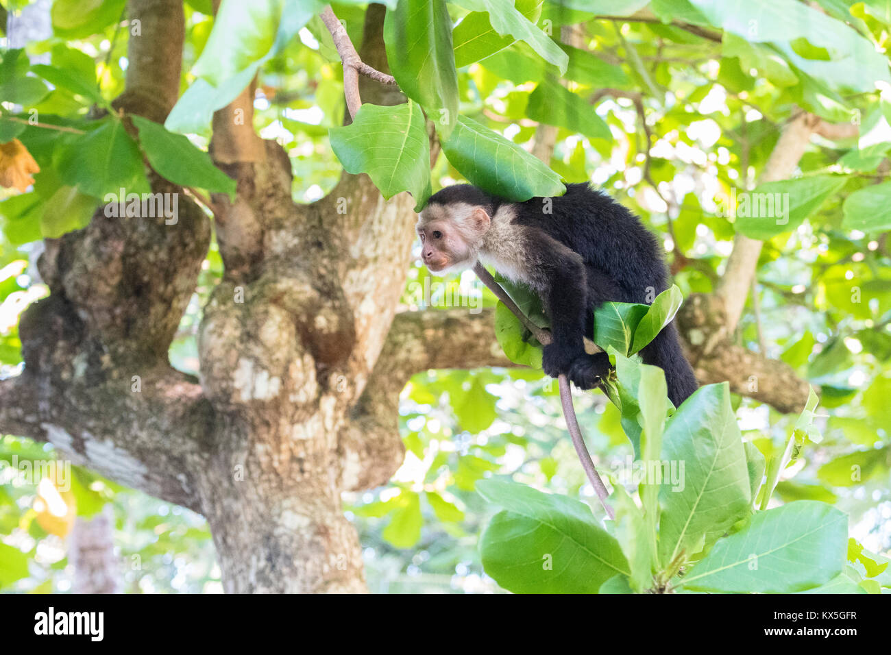 White-headed Capuchin (Cebus capucinus) in the tree, National Park ...