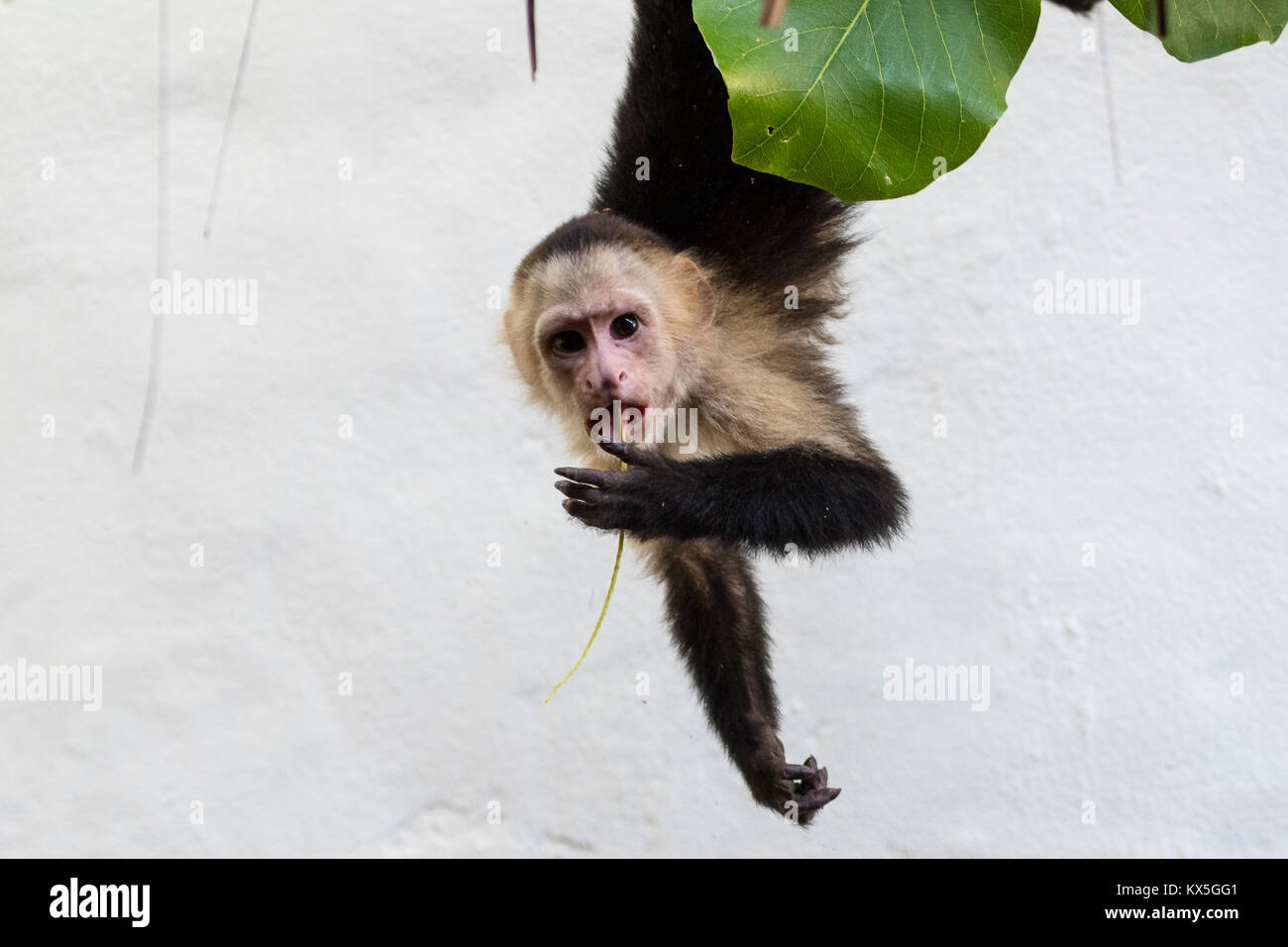 White-headed Capuchin (Cebus capucinus) in the tree, National Park ...
