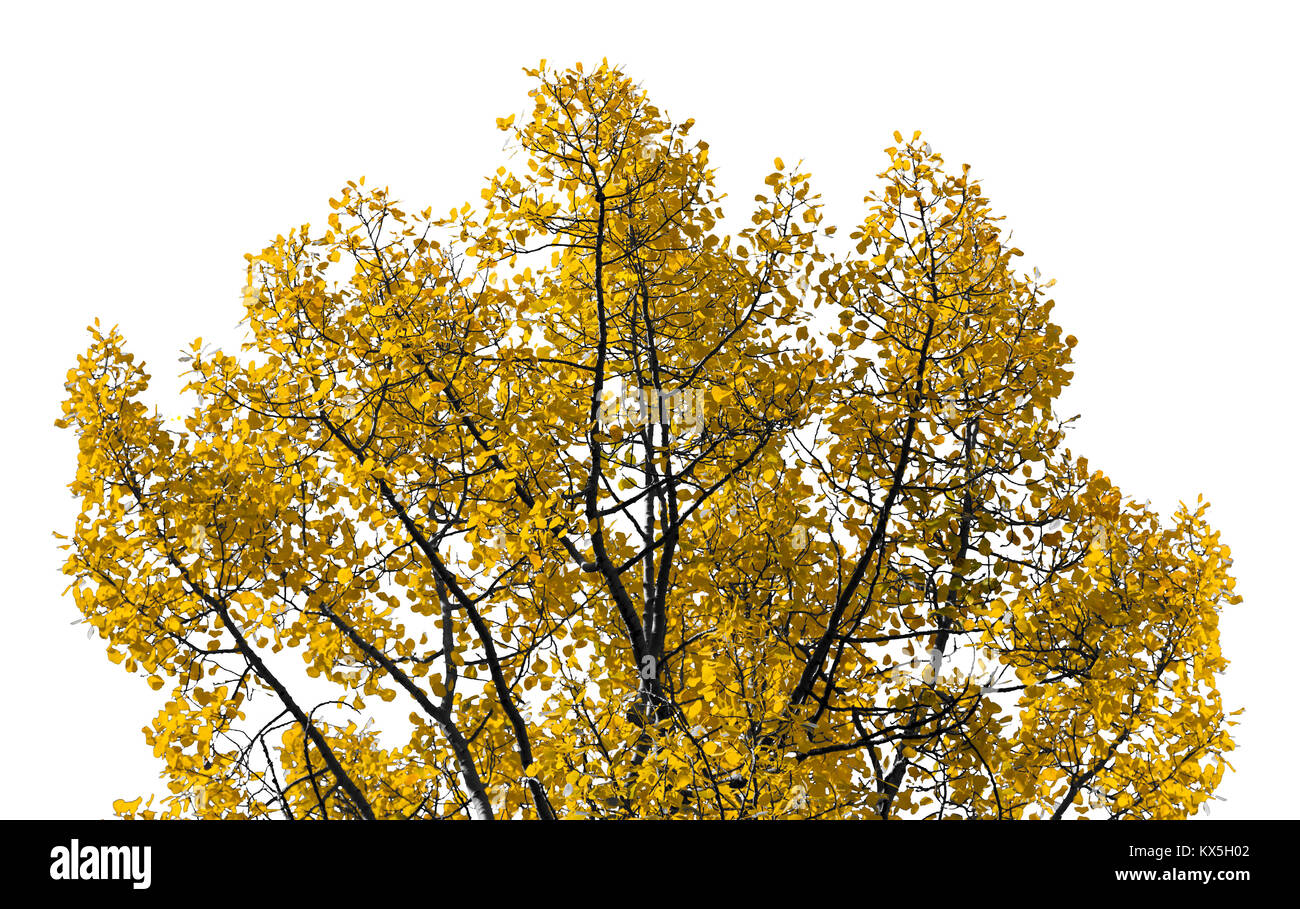 Golden yellow tree leaves with black bark branches isolated on a white ...