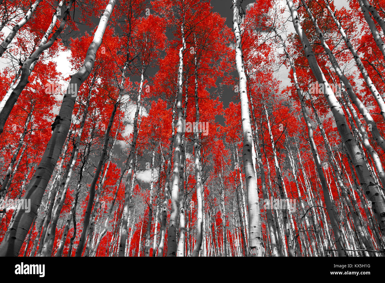 Red forest of fall aspen trees in a black and white Colorado Rocky ...