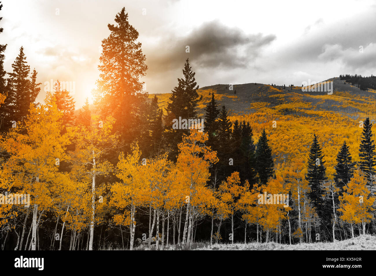 Sunlight shines through golden yellow trees in a black and white ...