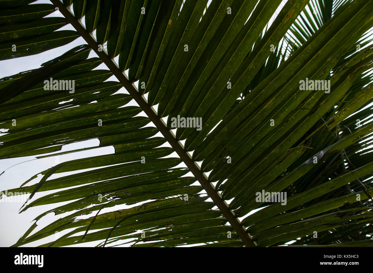 Coconut leaves hi-res stock photography and images - Alamy