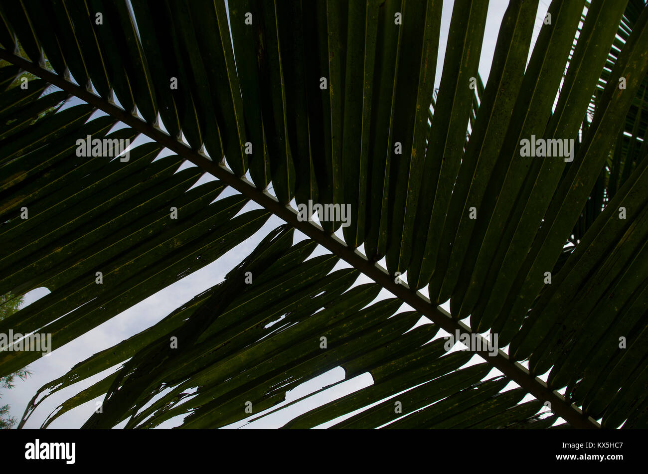 Coconut leaves texture hi-res stock photography and images - Alamy
