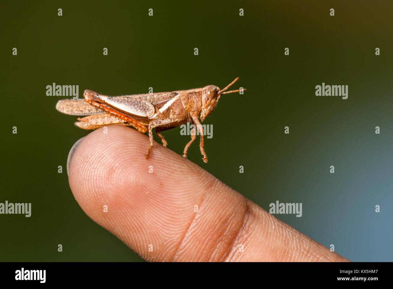 grasshopper insect rested on a finger of human showing the comfort in ...