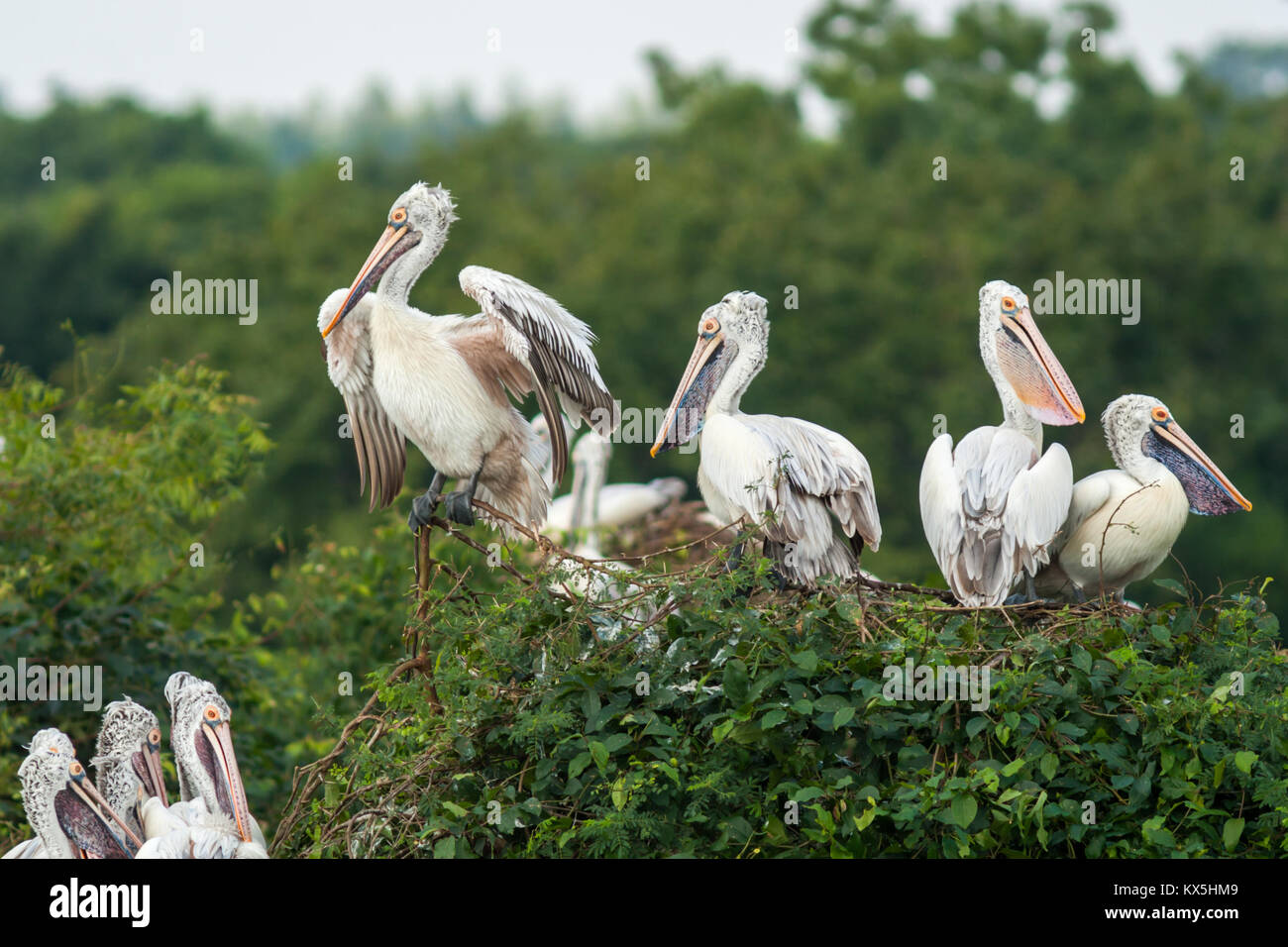 The spot-billed pelican or grey pelican (Pelecanus philippensis) family ...