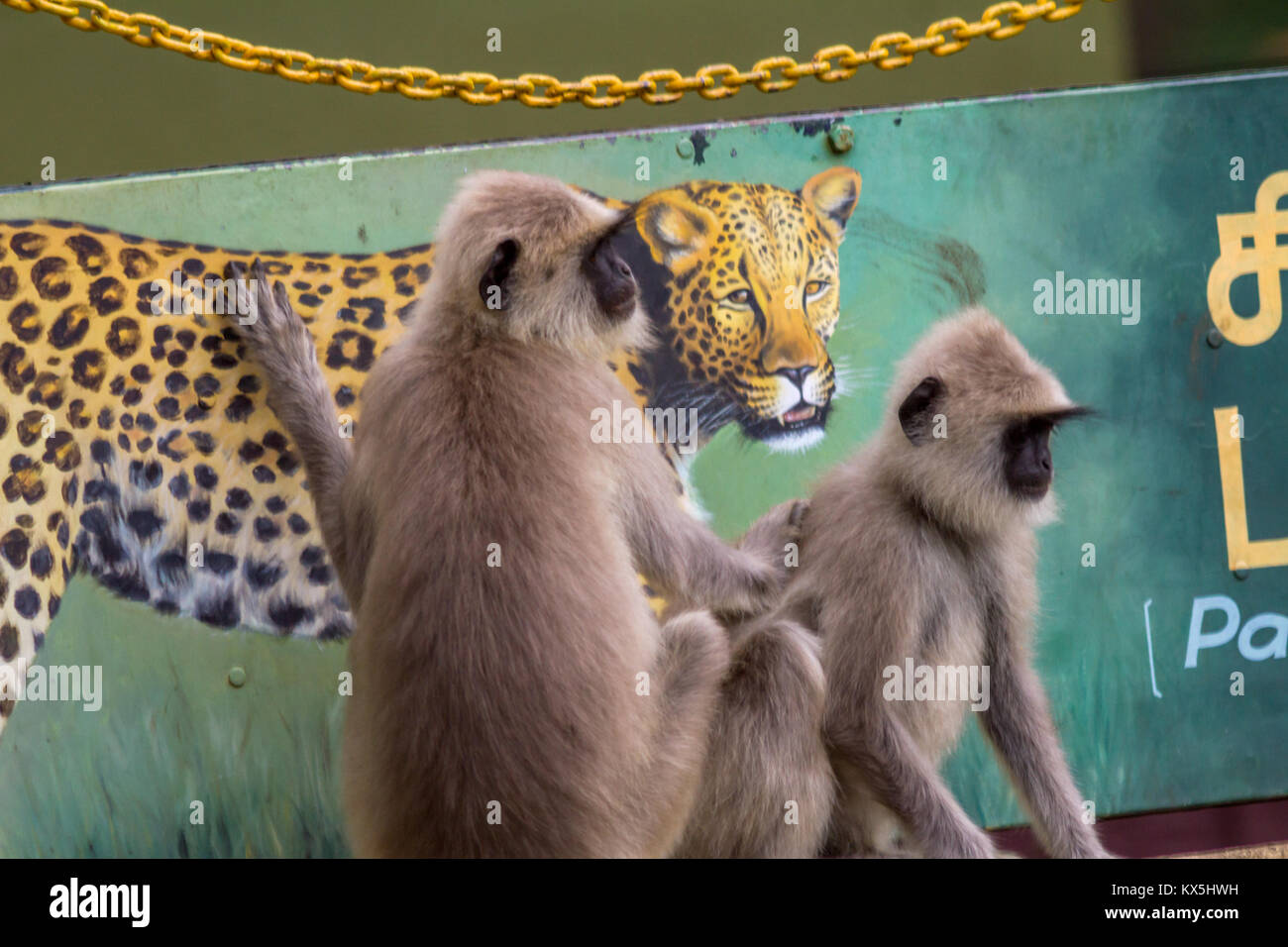 Common langoor hi-res stock photography and images - Alamy