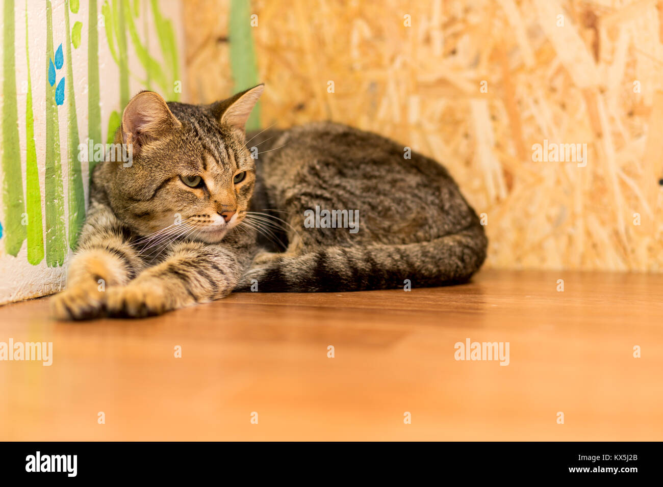 Mongrel cat hi-res stock photography and images - Alamy