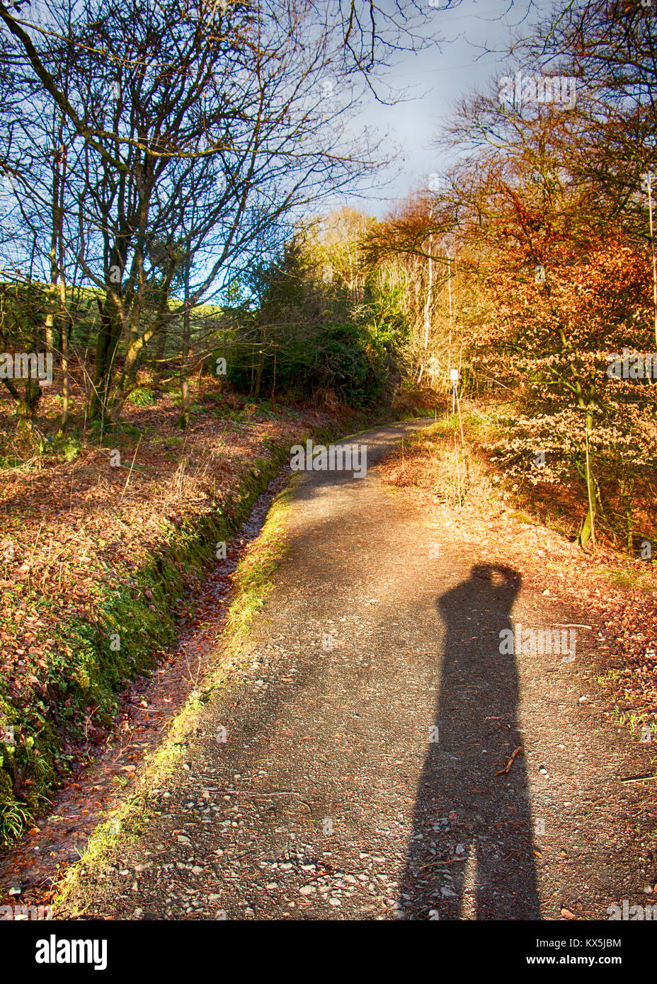 Shadow in the Sun in woodland Stock Photo - Alamy