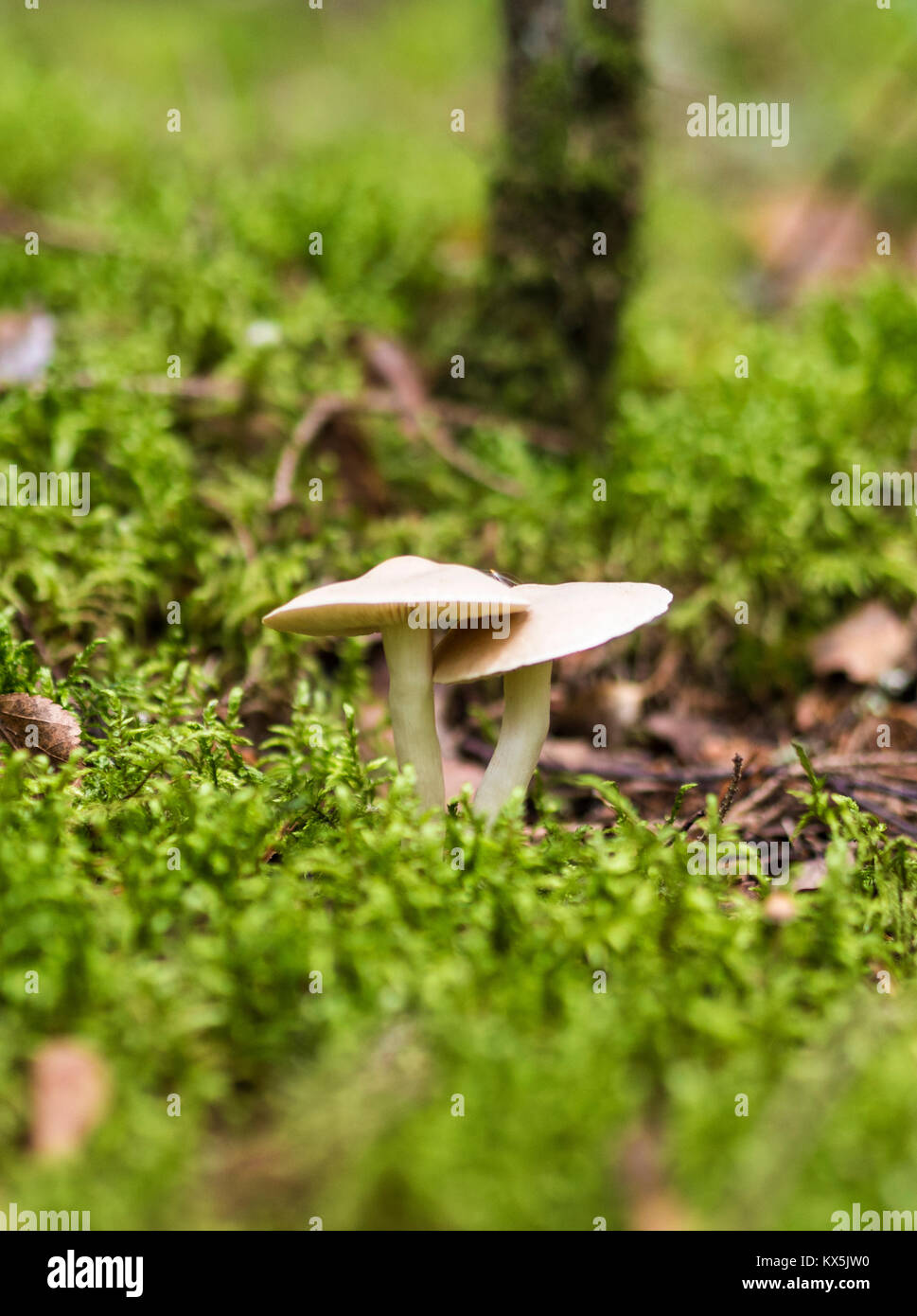 Beautiful Fungus, Moss & Toadstools of Finland Forests Stock Photo - Alamy