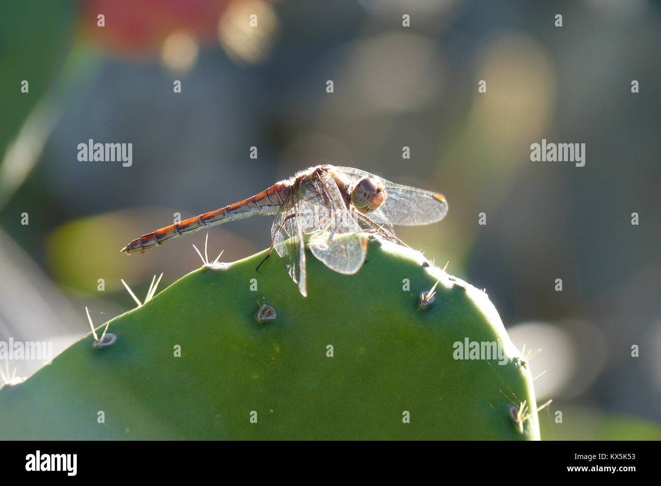 Island Darter, Gran Canaria Stock Photo - Alamy