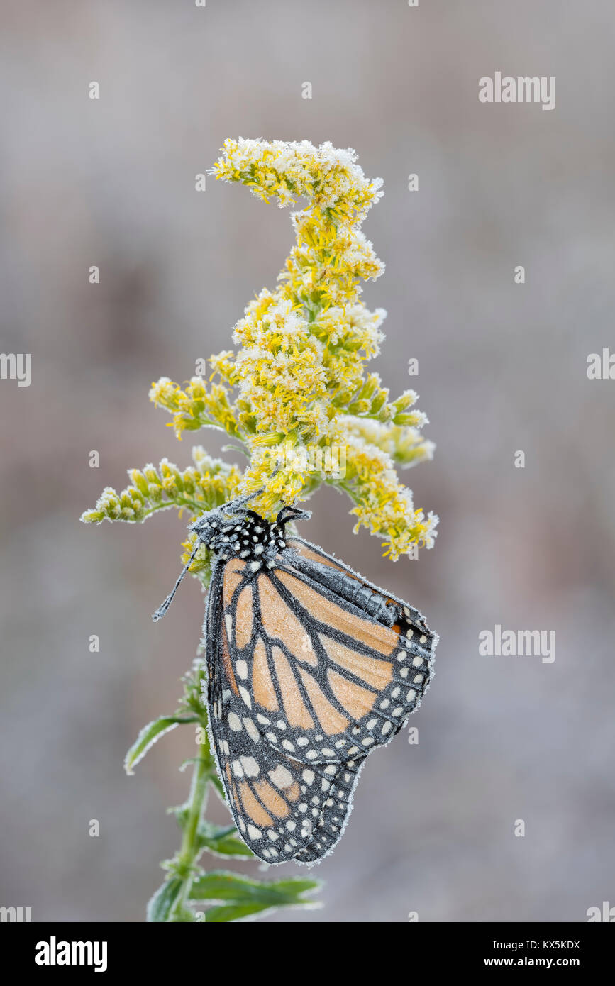 Late season Monarch butterfly gets covered with frost on Tall Goldenrod ...