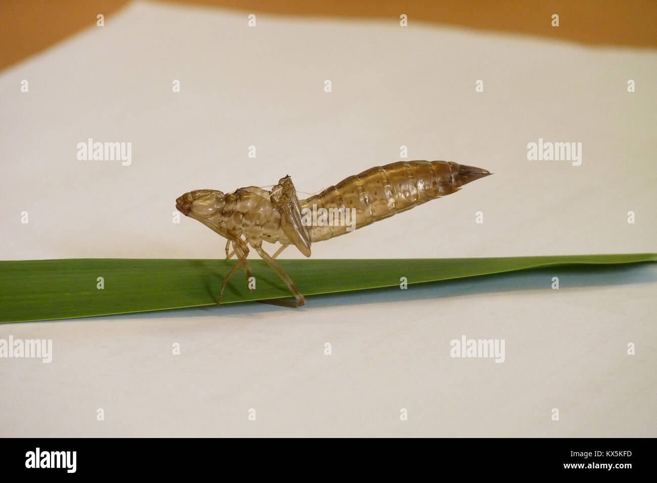Dragonfly exuvia hi-res stock photography and images - Alamy