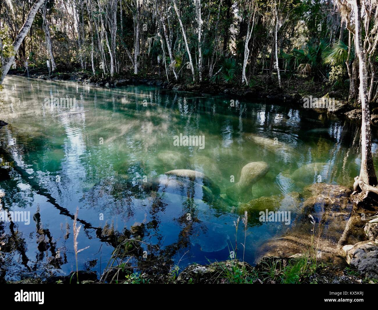 Endangered florida manatee three hi-res stock photography and images ...