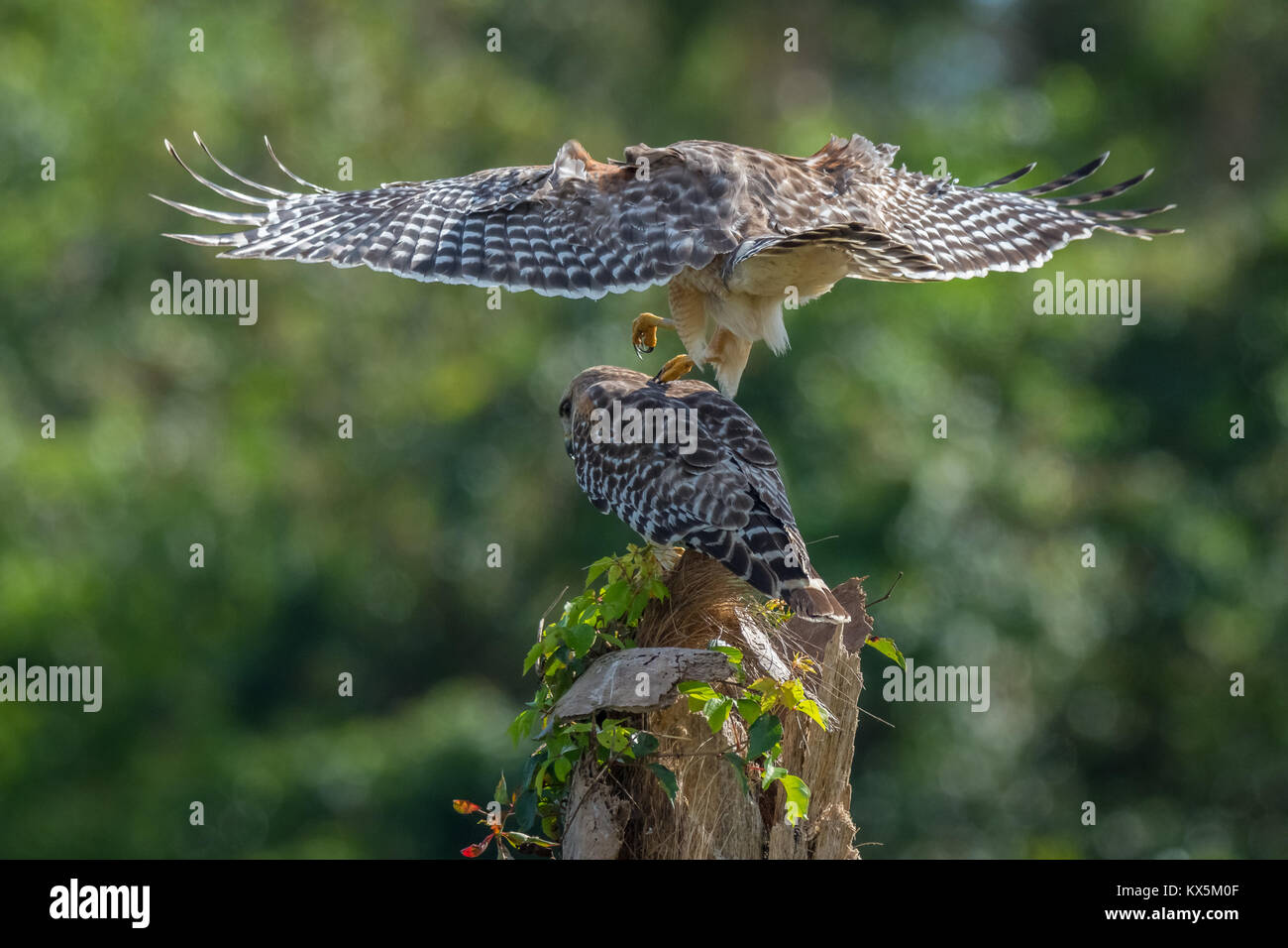 Mating hawks hi-res stock photography and images - Alamy