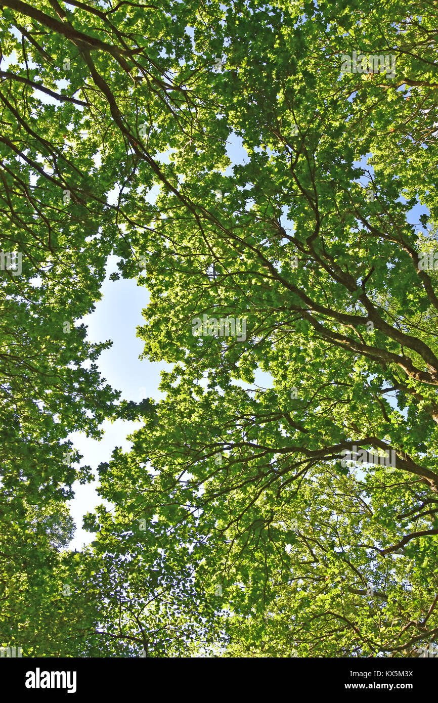 Oak trees in the New Forest National Park, Hampshire, England Stock ...