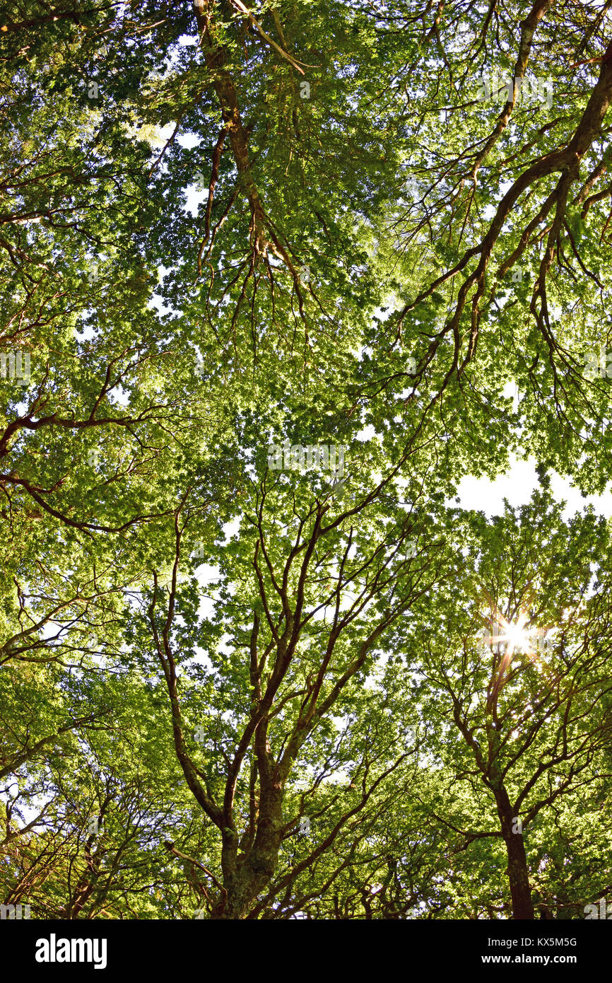 Oak trees in the New Forest National Park, Hampshire, England Stock ...