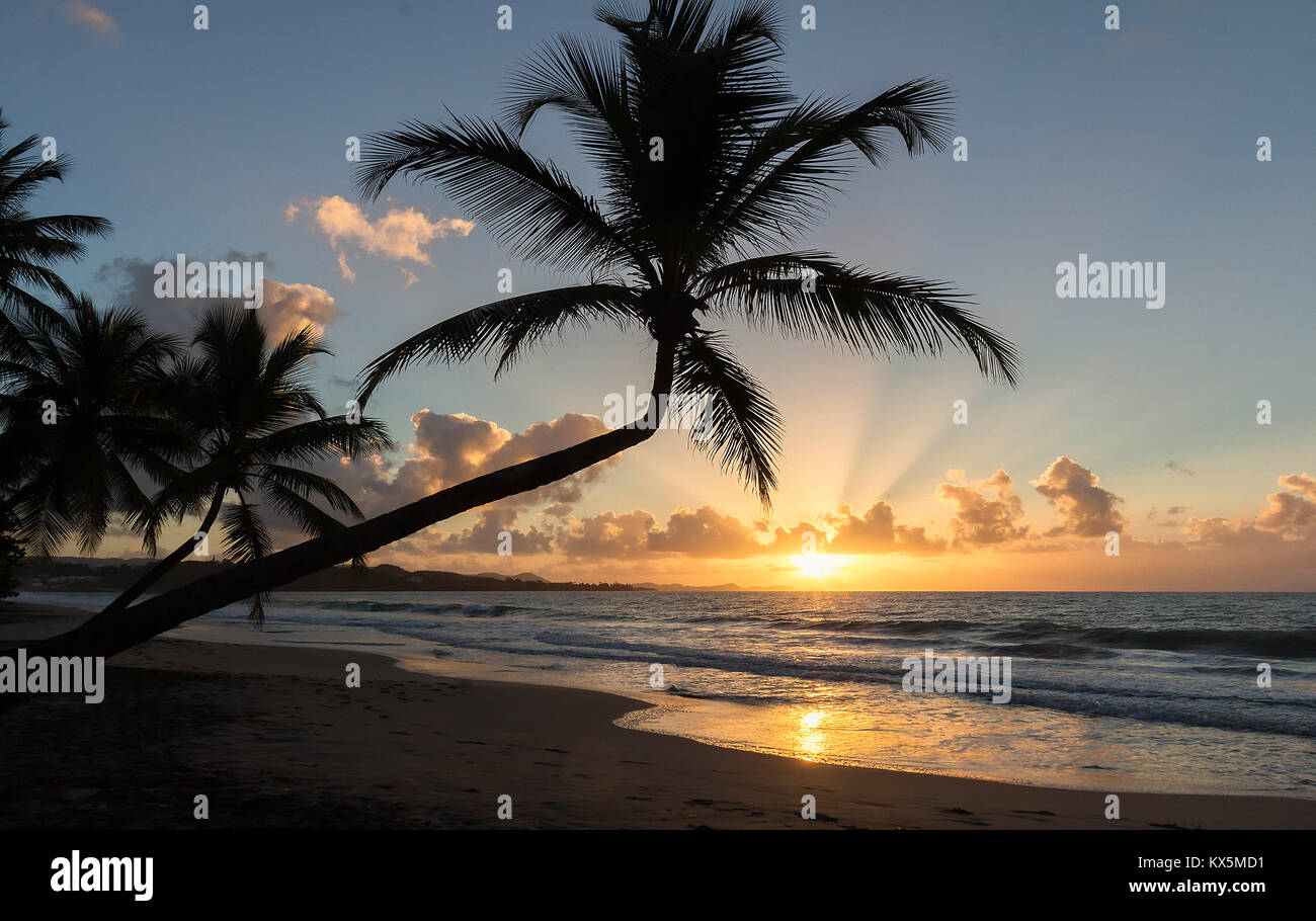 Sunset, paradise beach and palm trees, Martinique island Stock Photo ...