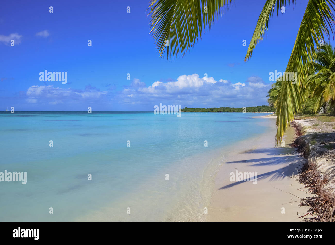 palm and sea beach Stock Photo - Alamy
