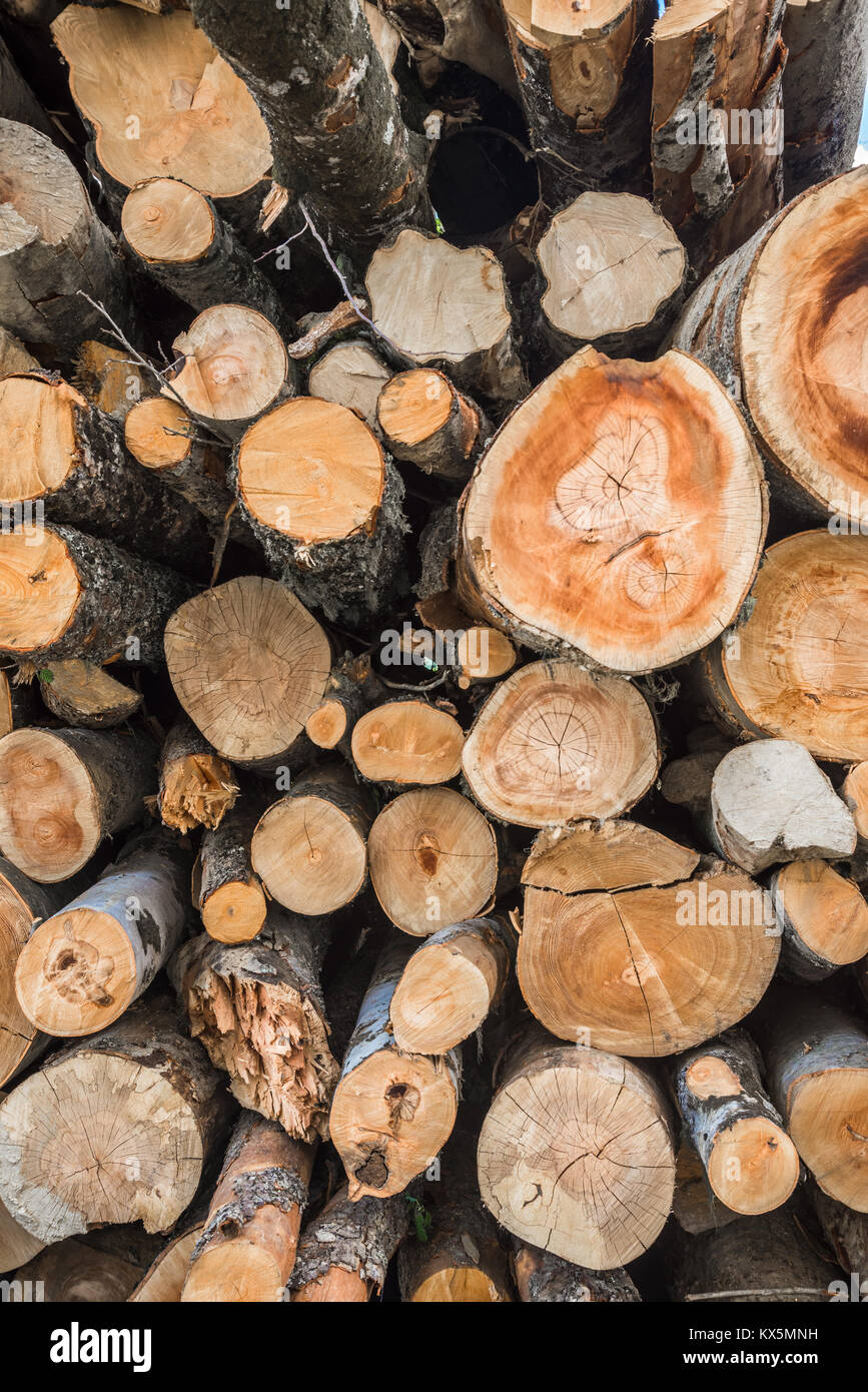 Stacked Logs Texture, Natural Background. Firewood stacked and prepared ...