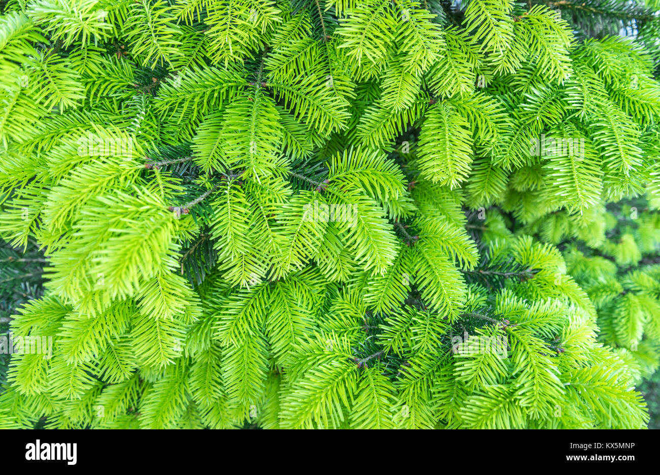 Young fluffy green spruce sprouts, branches of the fir-tree Stock Photo ...