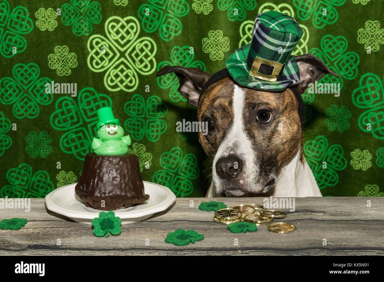 Dramatic Cupcake Dog