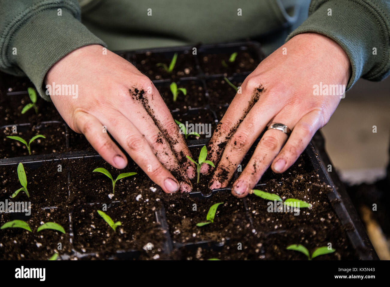 Volunteers from local businesses and organizations who volunteered to ...