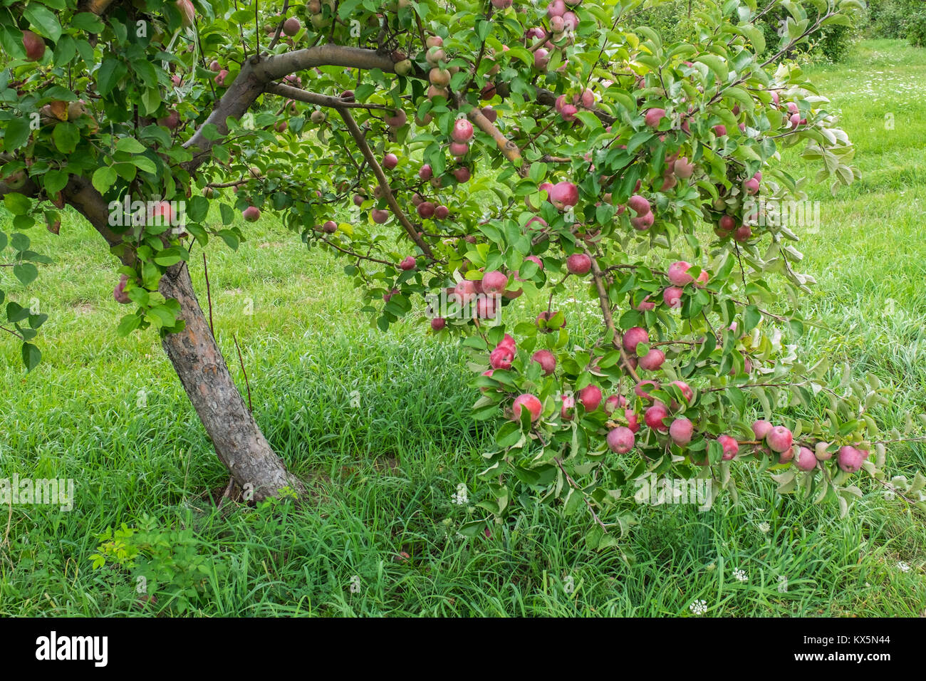 Orchard project hi-res stock photography and images - Alamy