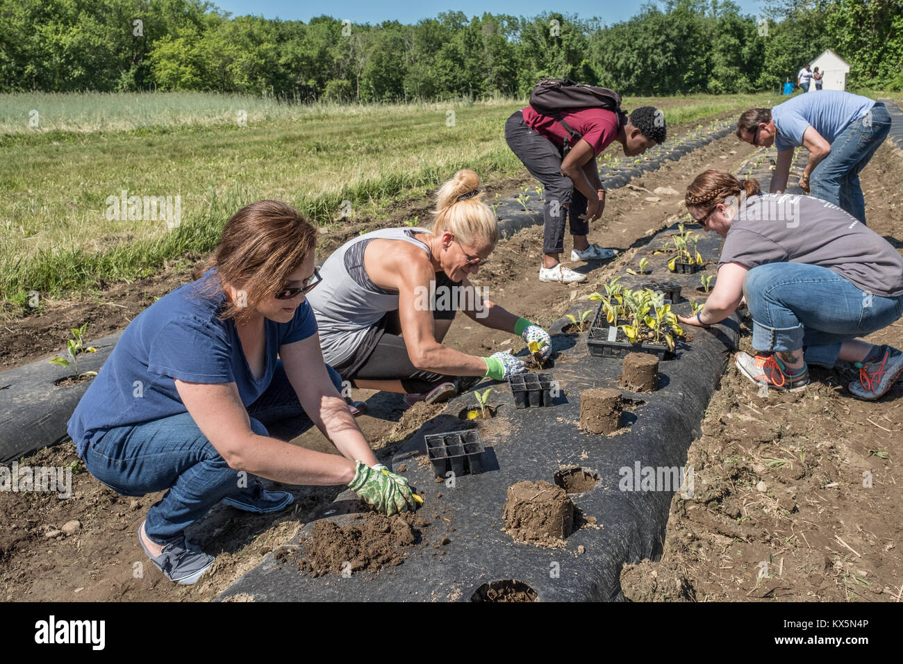 Volunteers from local businesses and organizations who volunteered to ...