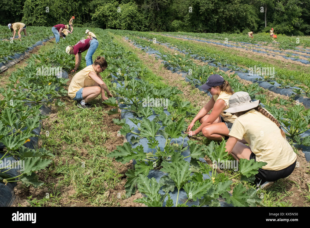 Volunteers from local businesses and organizations who volunteered to ...