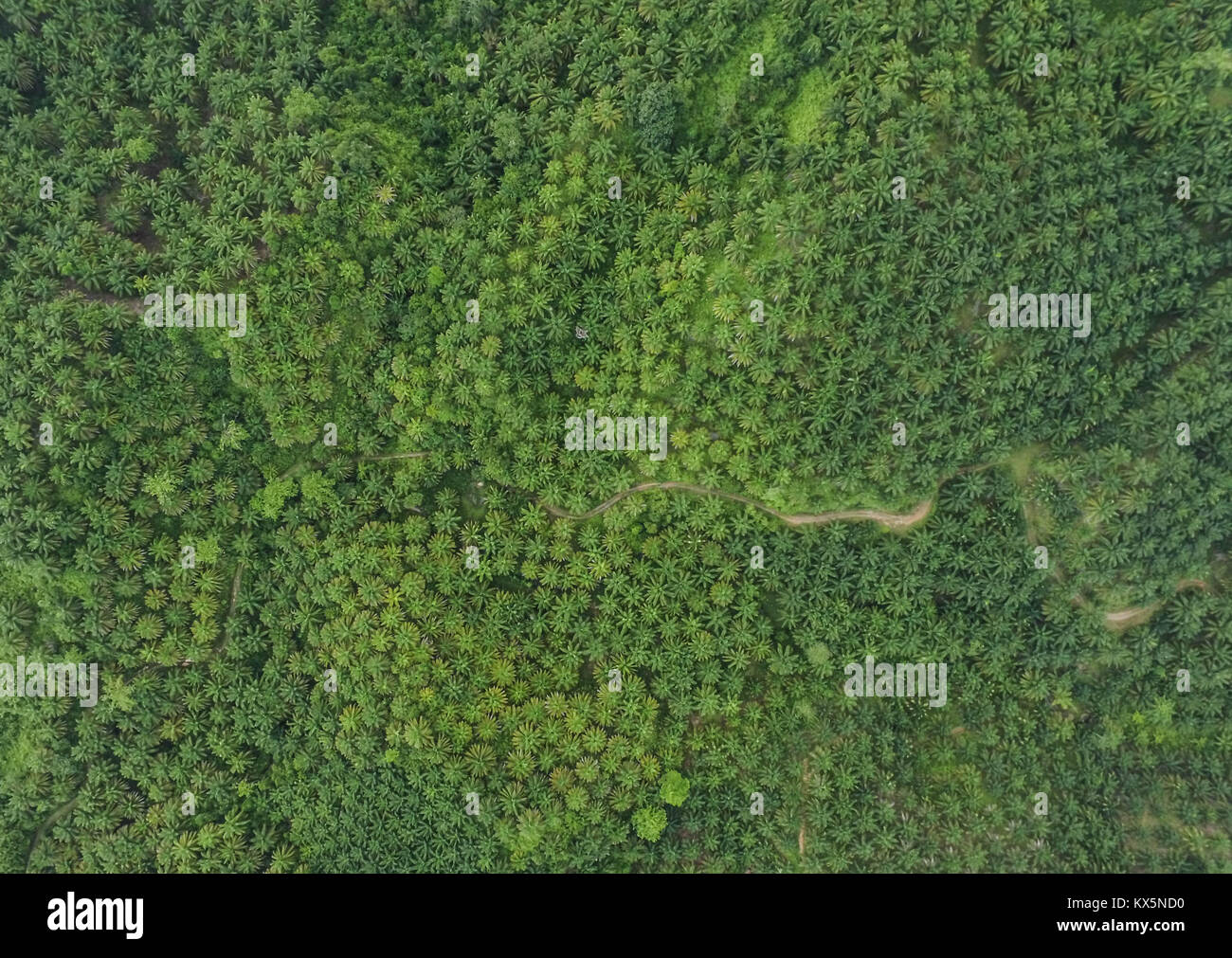 Aerial drone view of palm oil plantation in the regency of Luwu Utara ...