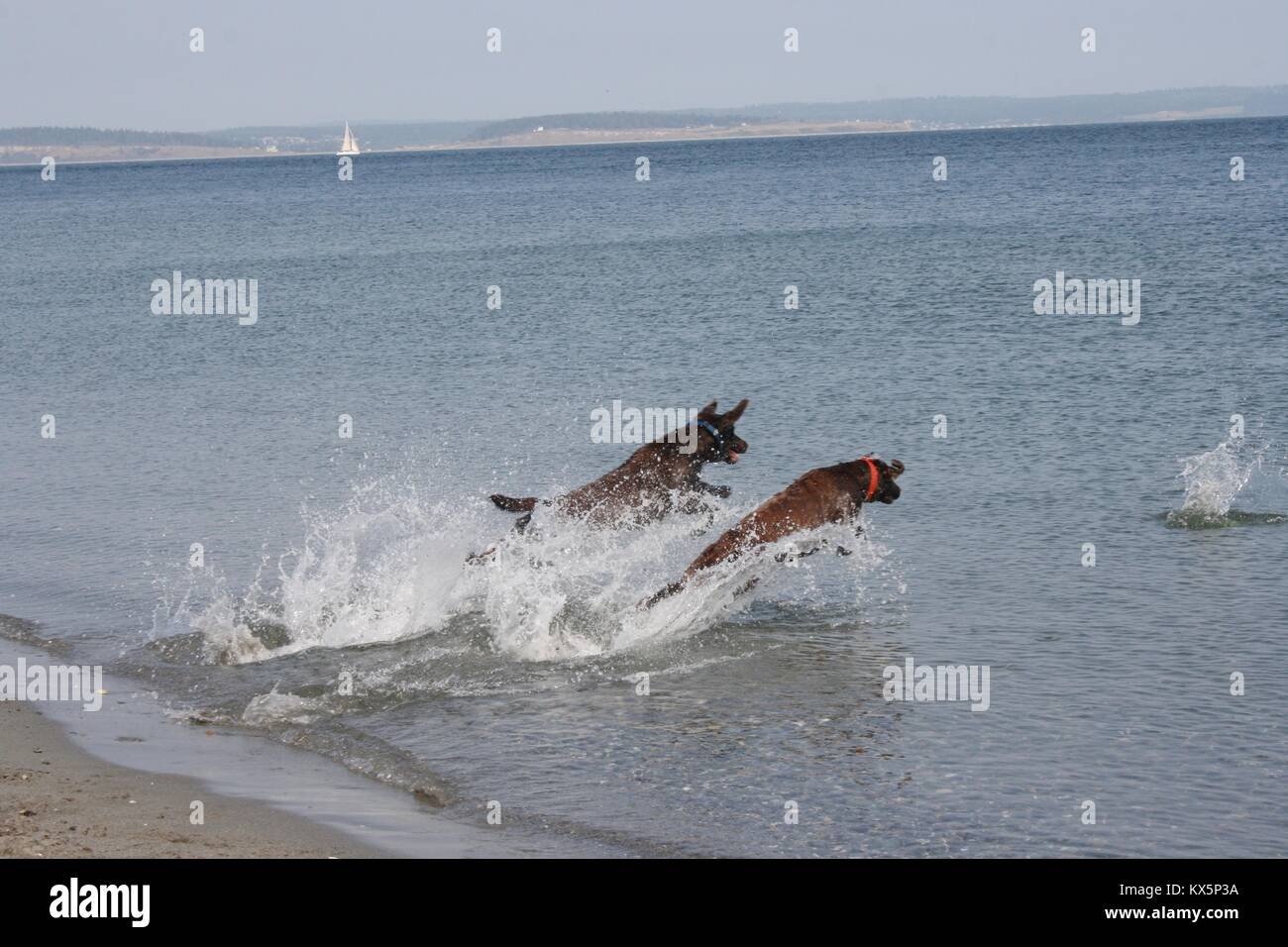 Labrador retrievers chasing hi-res stock photography and images - Alamy