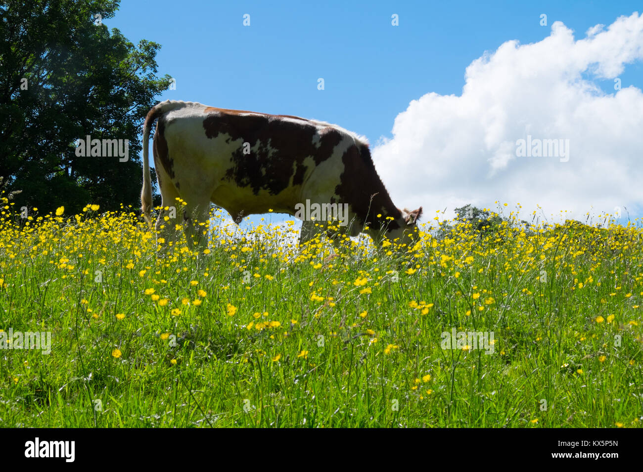 Grazing cattle pasture yellow flowers hi-res stock photography and ...