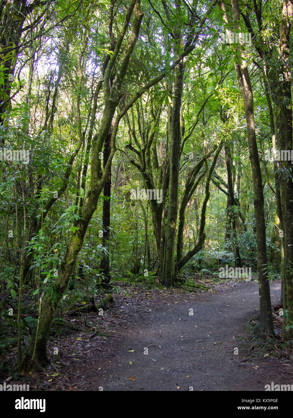 Bush Walk Track Stock Photo - Alamy