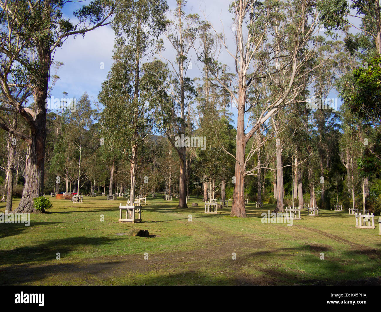Trees In The Park Stock Photo - Alamy