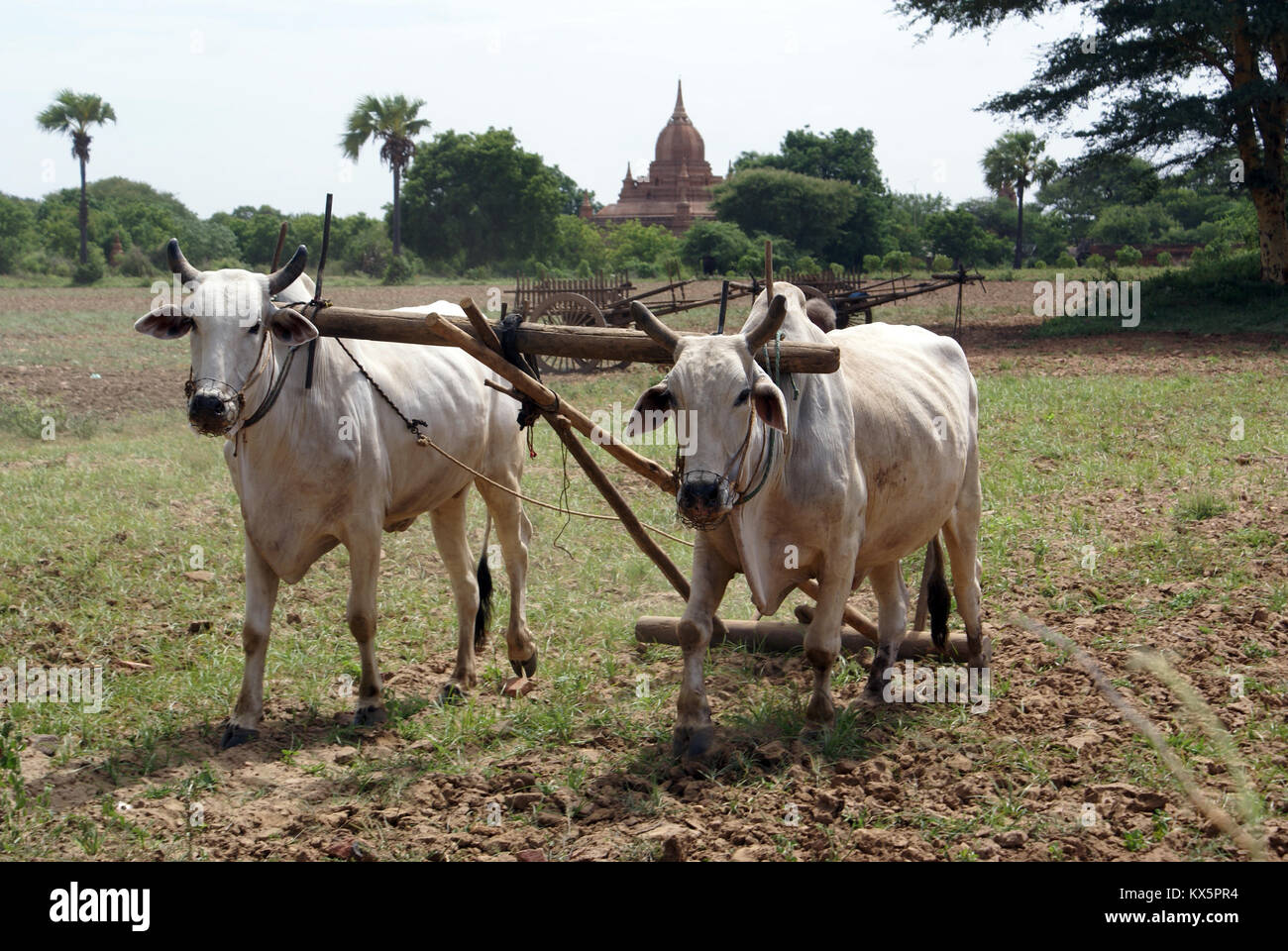 Cows and plouch on the field in Bagan, Myanmar Stock Photo - Alamy