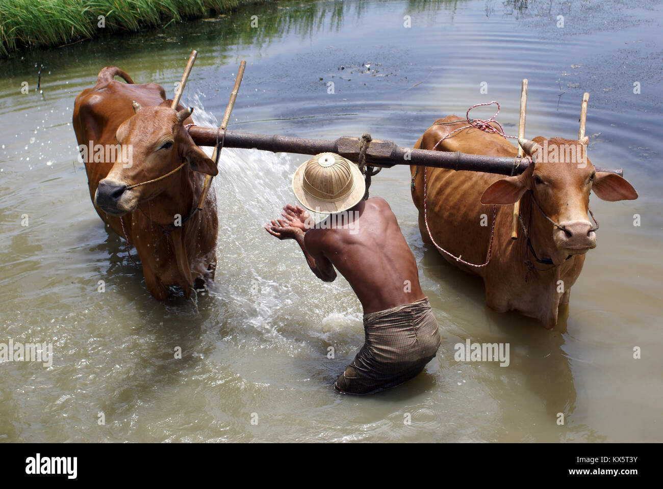 Man washing cattle in the lake in Myanmar Stock Photo - Alamy