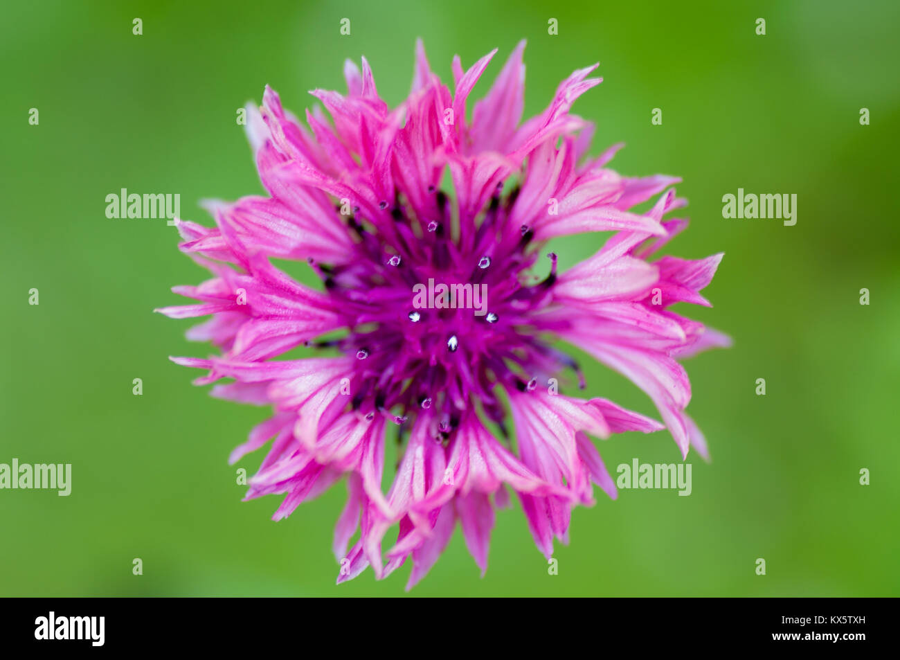 Photo Of A Wild Flower High Resolution Stock Photography and Images - Alamy