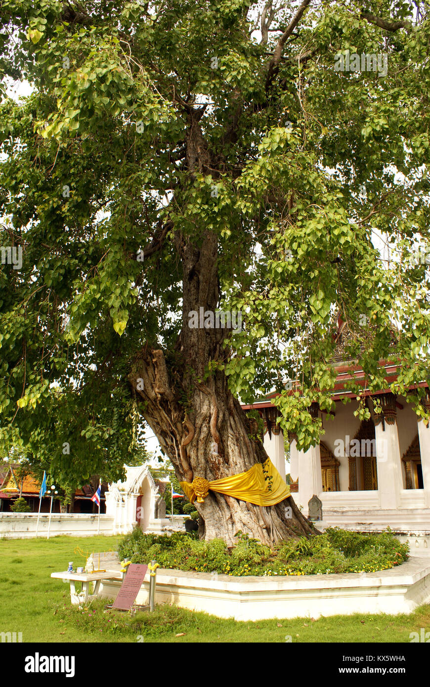 Boddhi treee near temple in inner yard of buddhist temple in Ayuthaya ...