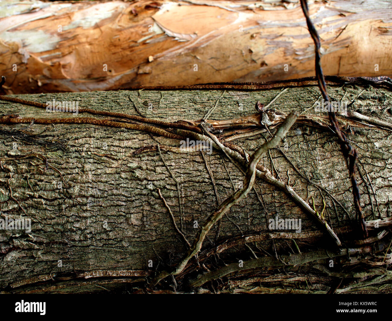 Wood texture, trunk close up photo Stock Photo - Alamy